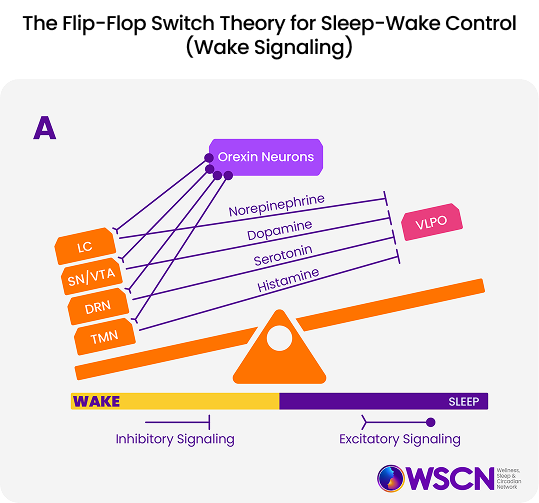 Sleep & Circadian Basics - Sleephealth.org